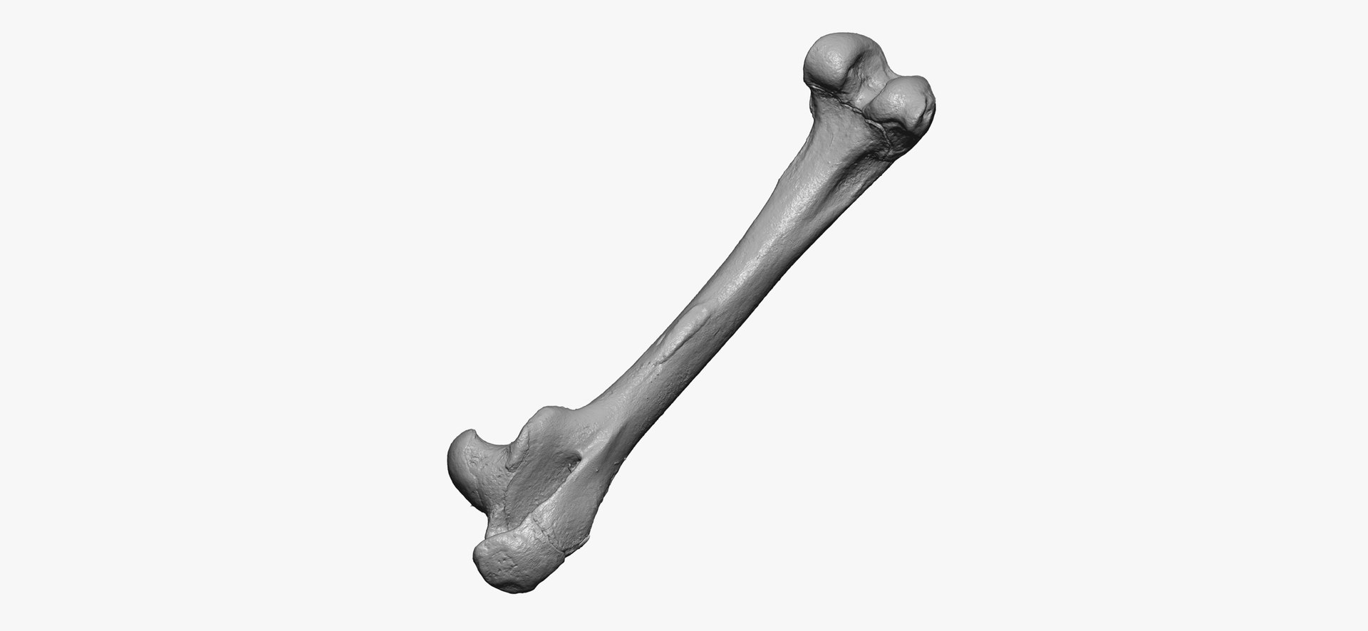 3D Model Kangaroo Wallaby (Notamacropus) Femur 01 RAW Scan - TurboSquid ...