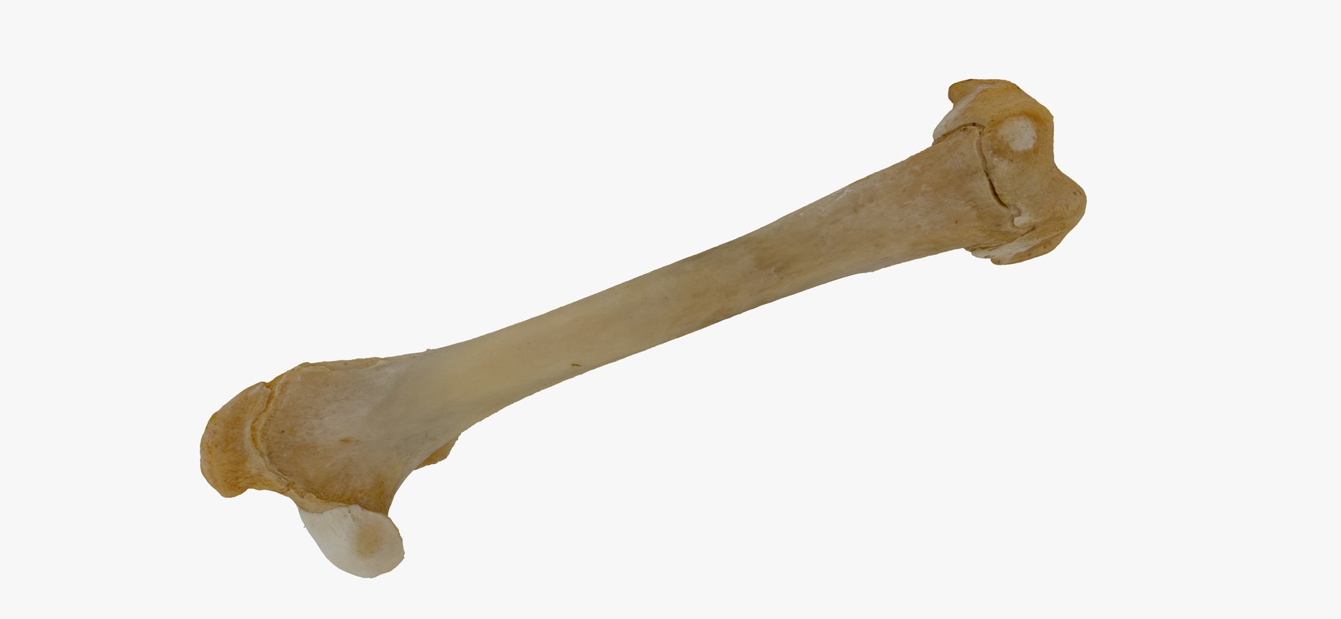 3D Model Kangaroo Wallaby (Notamacropus) Femur 01 RAW Scan - TurboSquid ...