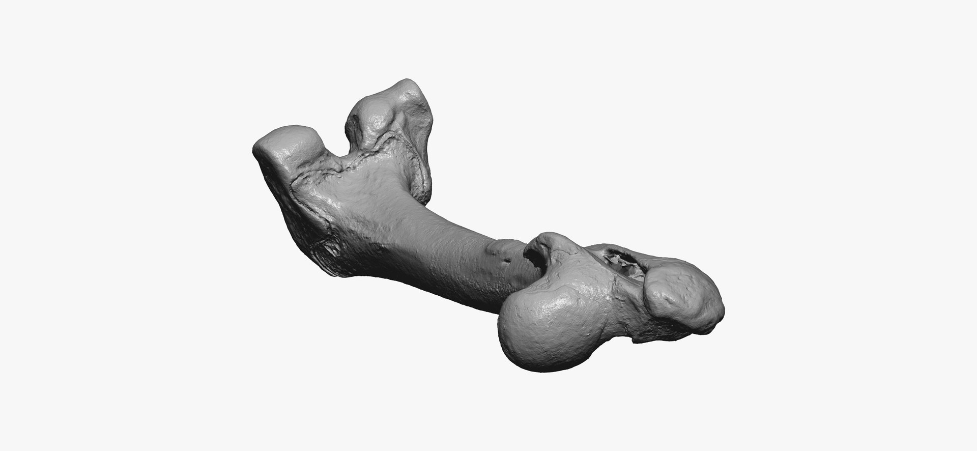 3D Model Kangaroo Wallaby (Notamacropus) Femur 01 RAW Scan - TurboSquid ...