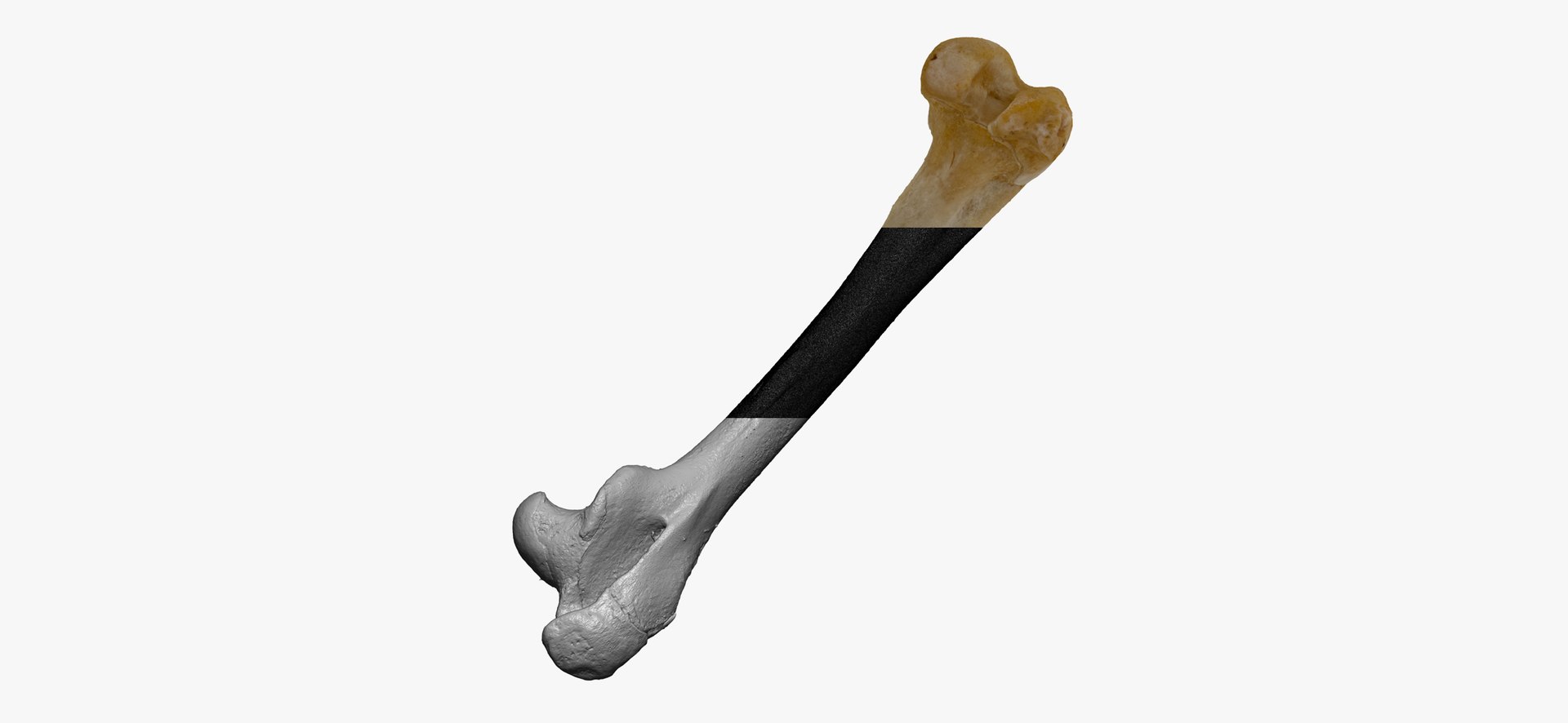 3D Model Kangaroo Wallaby (Notamacropus) Femur 01 RAW Scan - TurboSquid ...