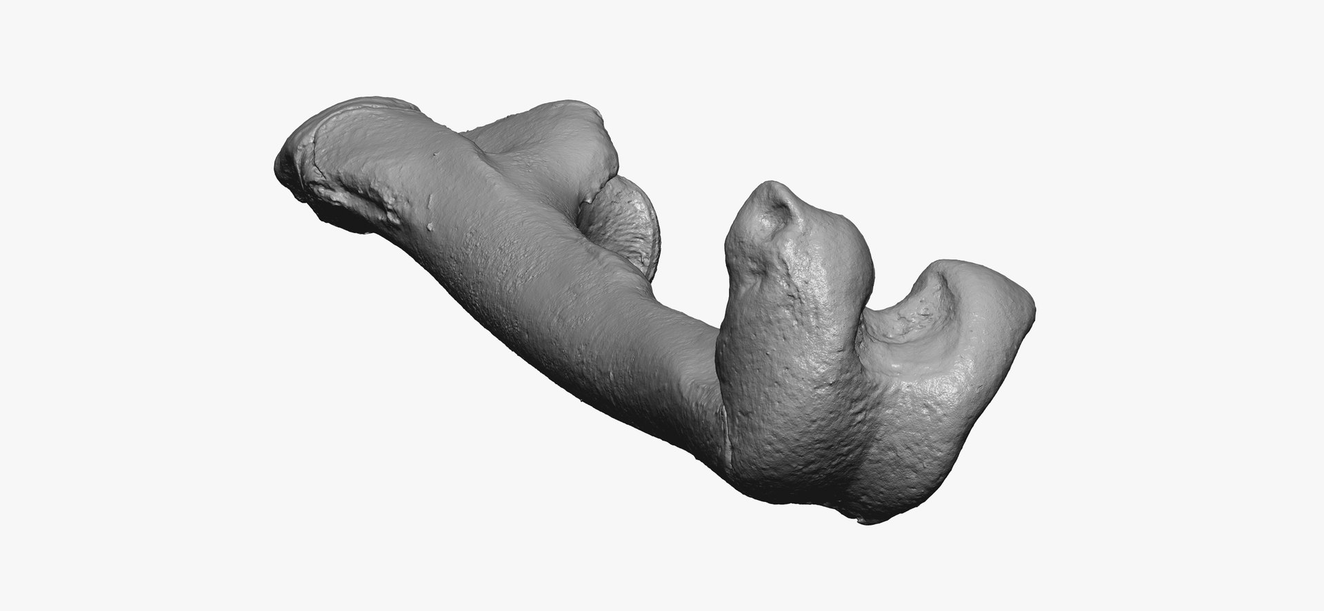 3D Model Kangaroo Wallaby (Notamacropus) Femur 01 RAW Scan - TurboSquid ...