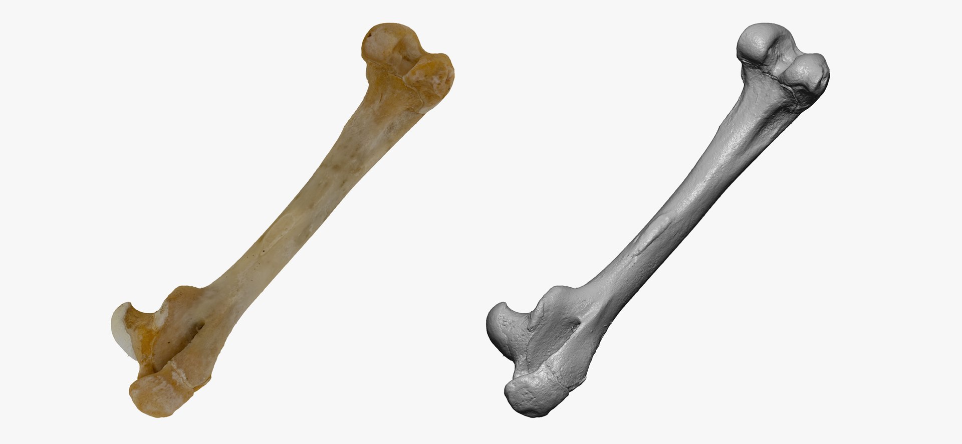 3D Model Kangaroo Wallaby (Notamacropus) Femur 01 RAW Scan - TurboSquid ...
