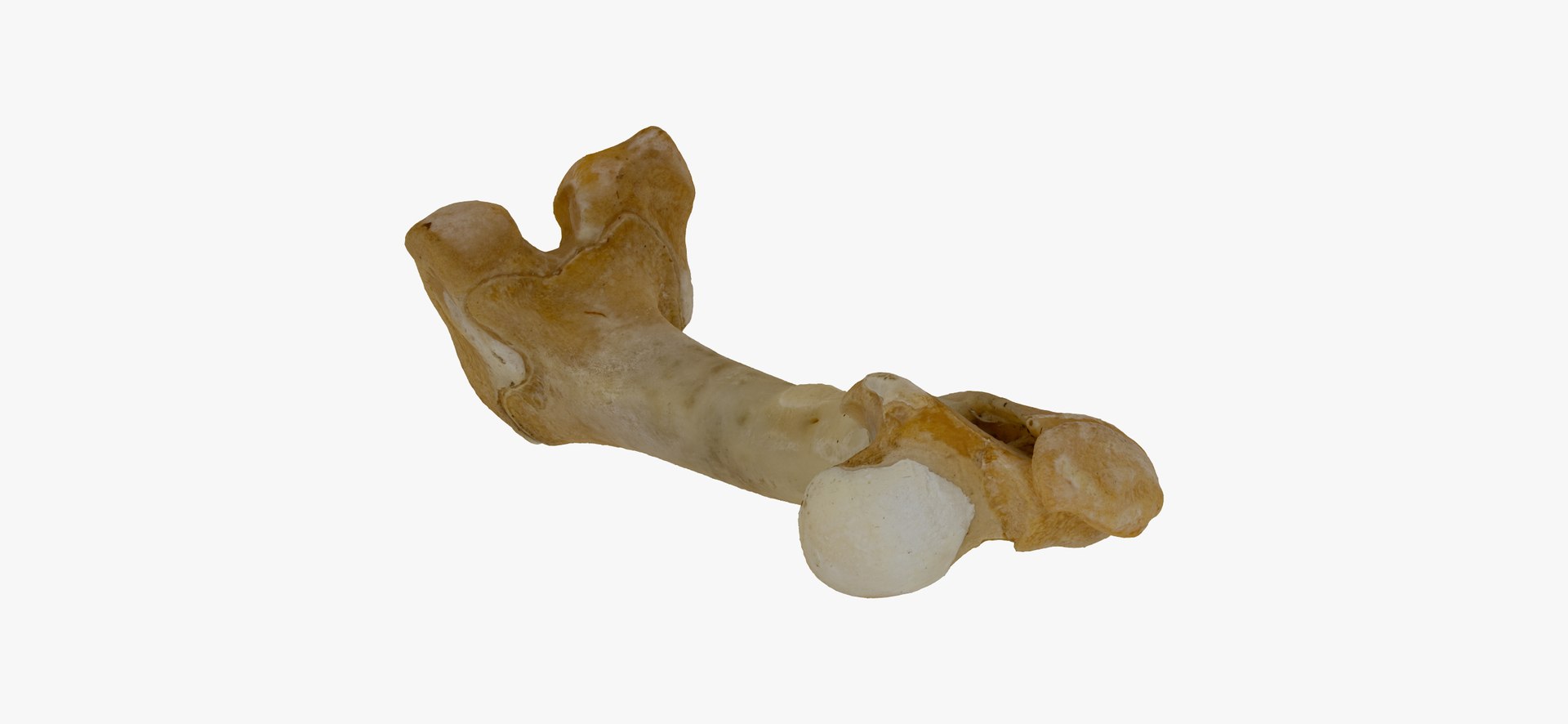 3D Model Kangaroo Wallaby (Notamacropus) Femur 01 RAW Scan - TurboSquid ...