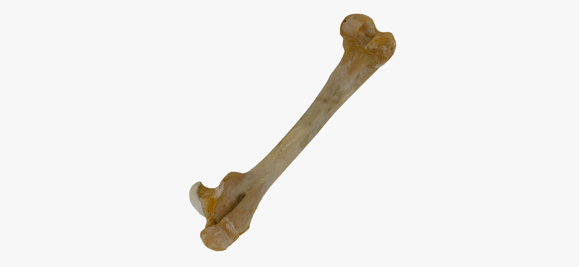 3D Model Kangaroo Wallaby (Notamacropus) Femur 01 RAW Scan - TurboSquid ...