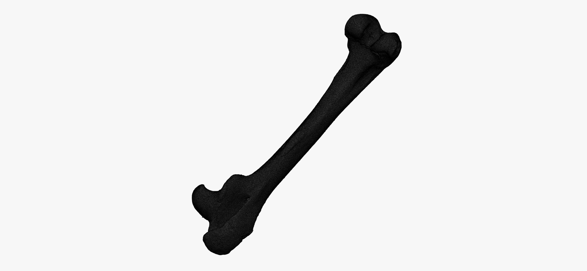 3D Model Kangaroo Wallaby (Notamacropus) Femur 01 RAW Scan - TurboSquid ...