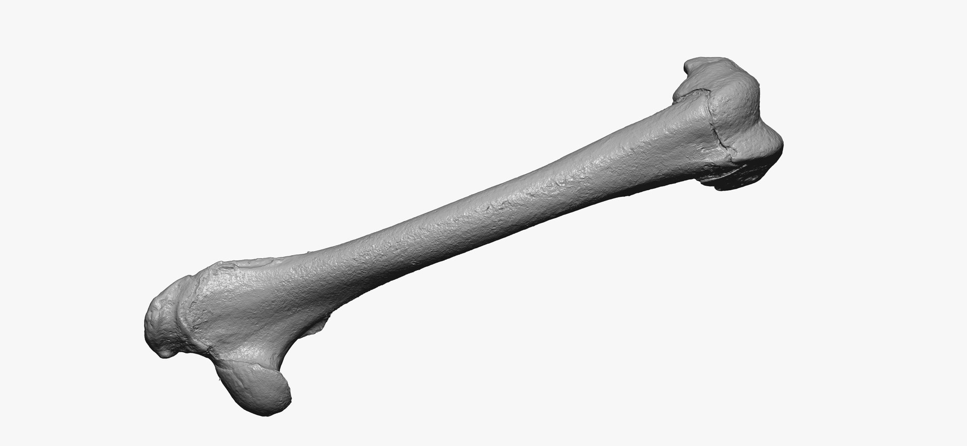 3D Model Kangaroo Wallaby (Notamacropus) Femur 01 RAW Scan - TurboSquid ...