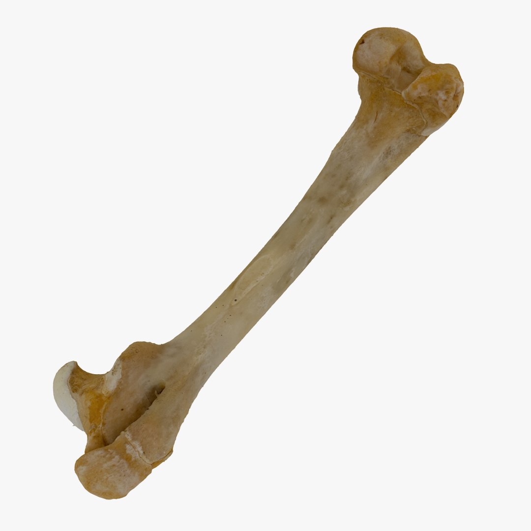 3D model Kangaroo Wallaby (Notamacropus) Femur 01 RAW Scan - TurboSquid ...