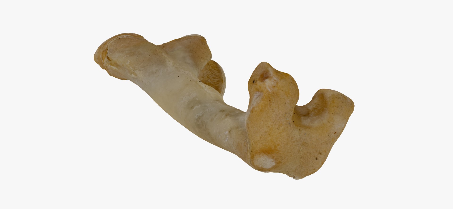 3D Model Kangaroo Wallaby (Notamacropus) Femur 01 RAW Scan - TurboSquid ...