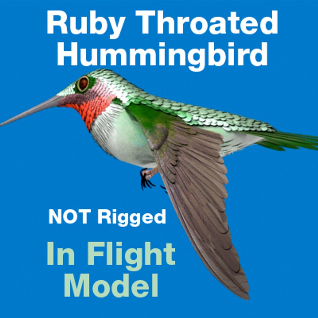 Ruby Throated Hummingbird 3d C4d