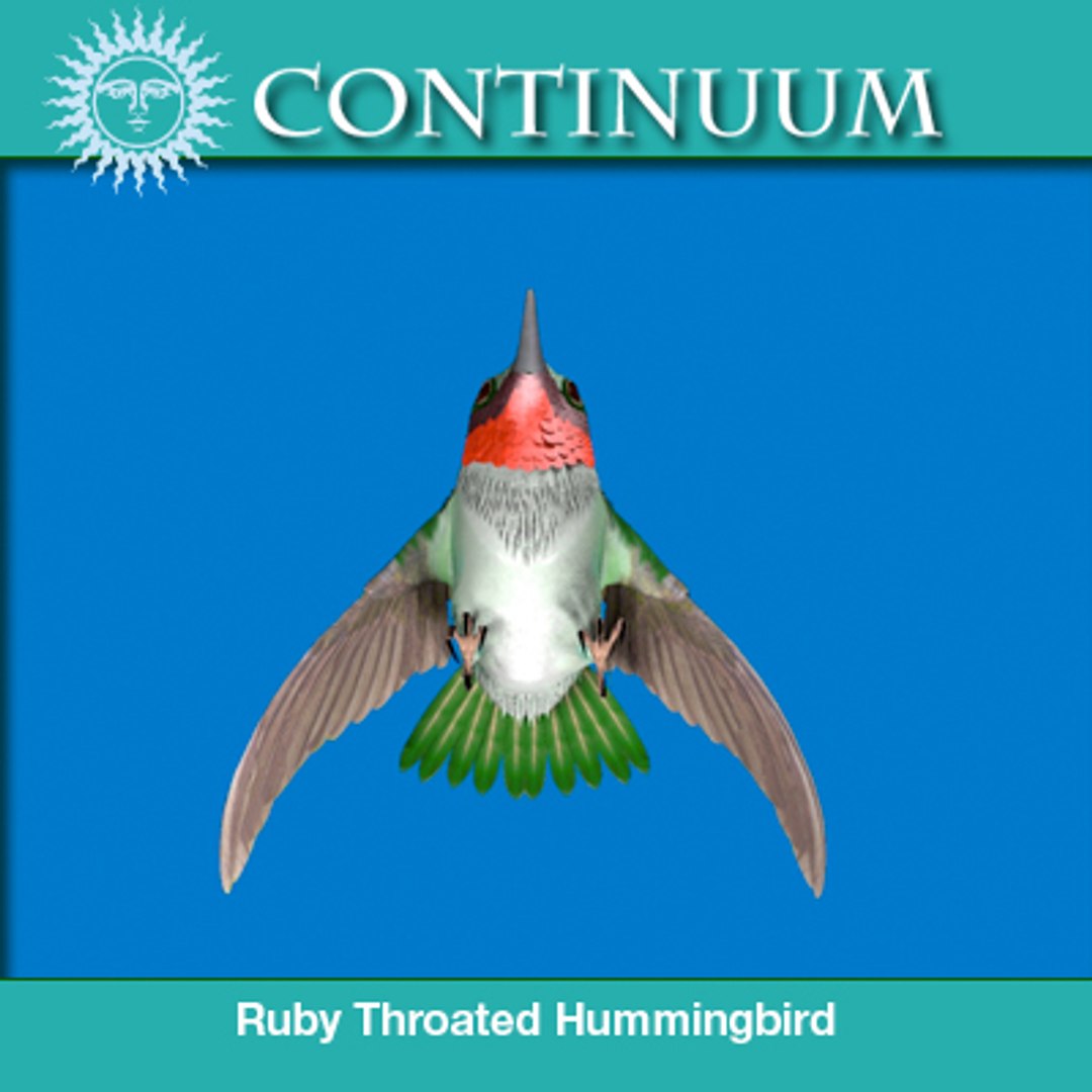 Ruby Throated Hummingbird 3d C4d