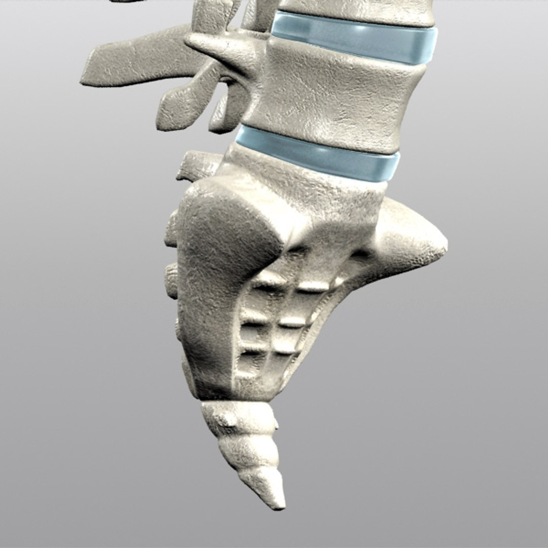 human spine 3d 3ds
