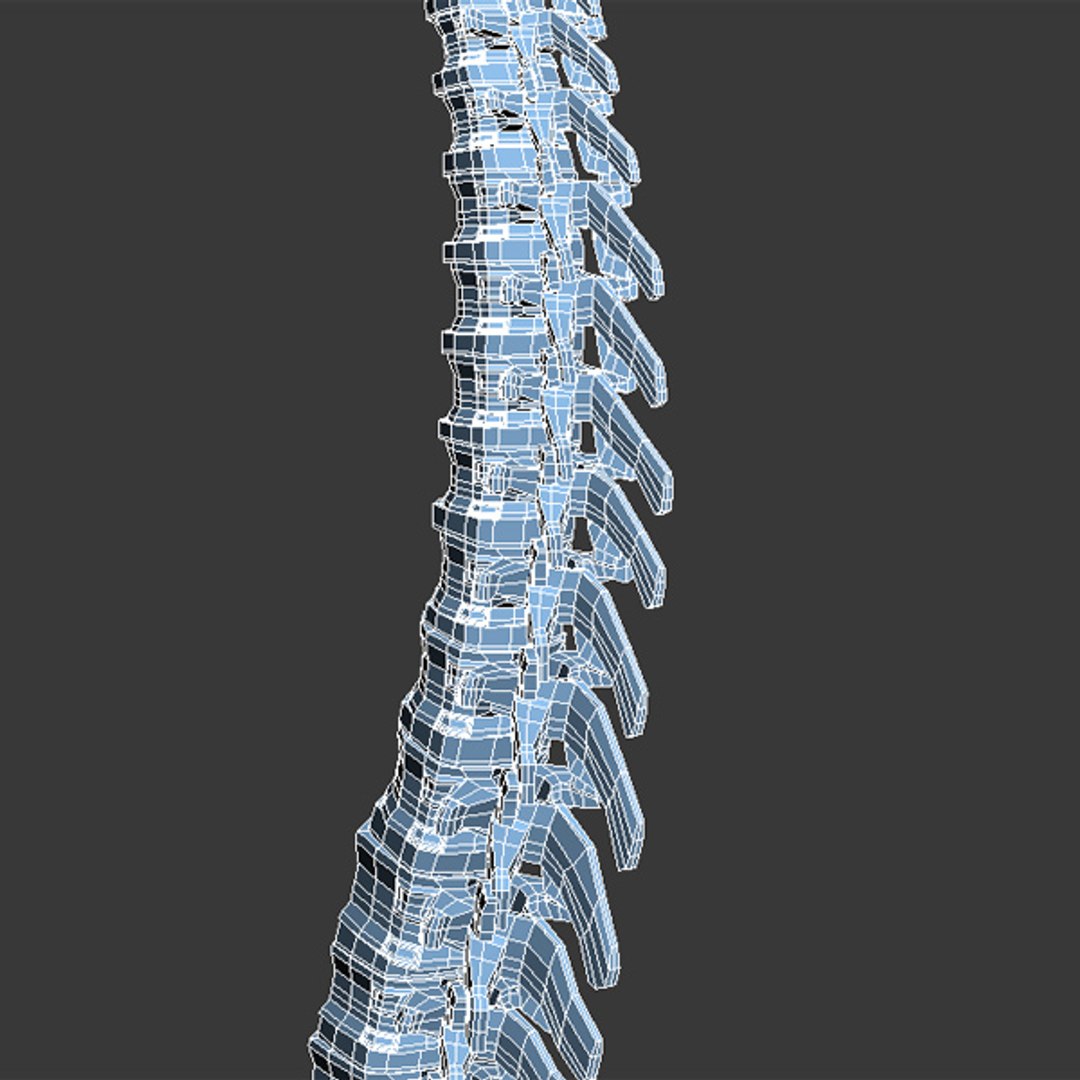 human spine 3d 3ds