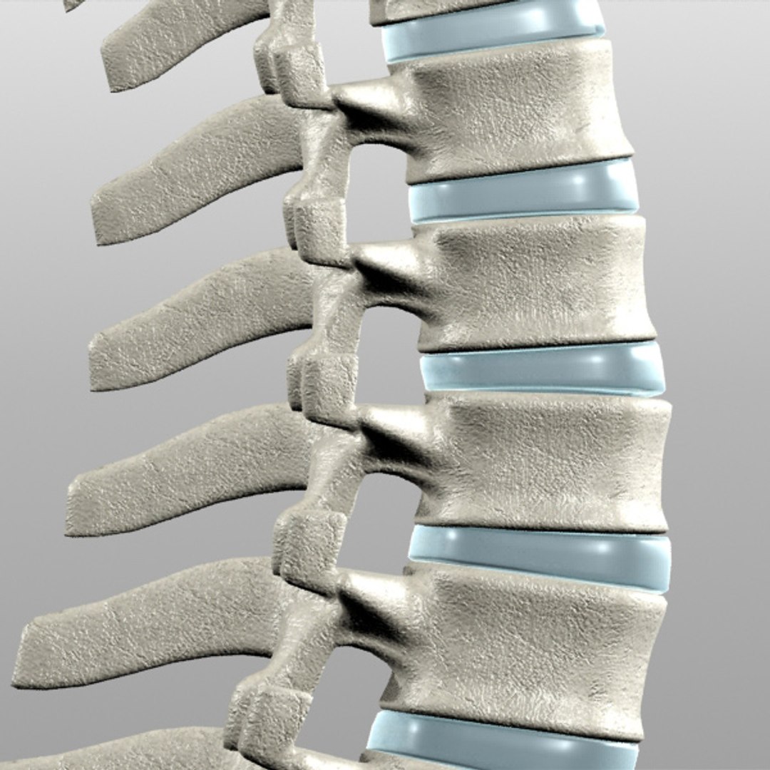 Human Spine 3d 3ds