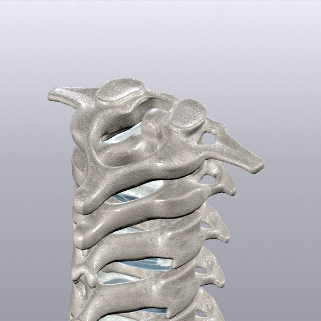 human spine 3d 3ds