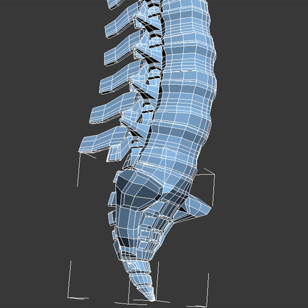 human spine 3d 3ds