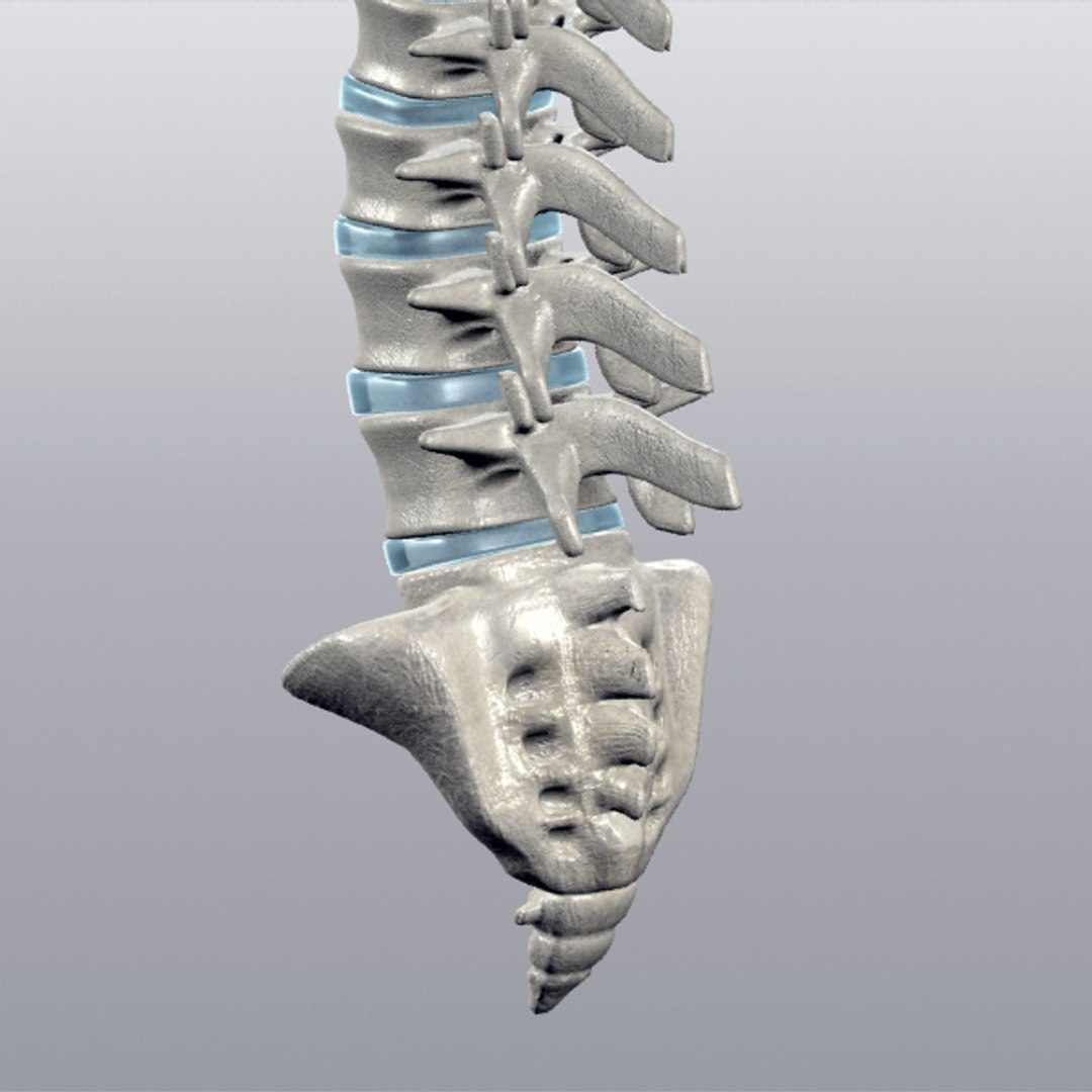 human spine 3d 3ds