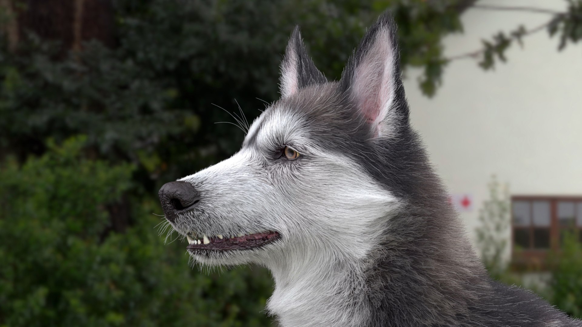 3D Husky Model - TurboSquid 2312119