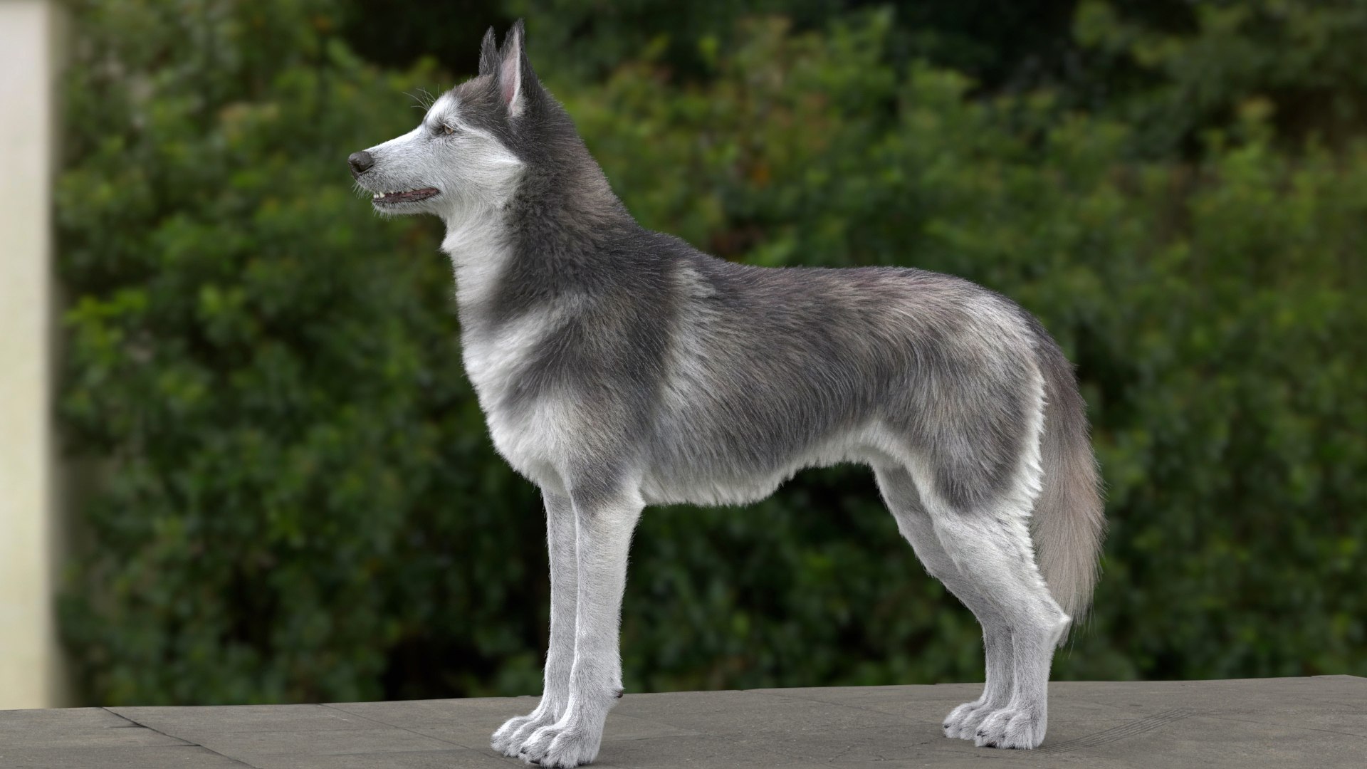 3D Husky Model - TurboSquid 2312119