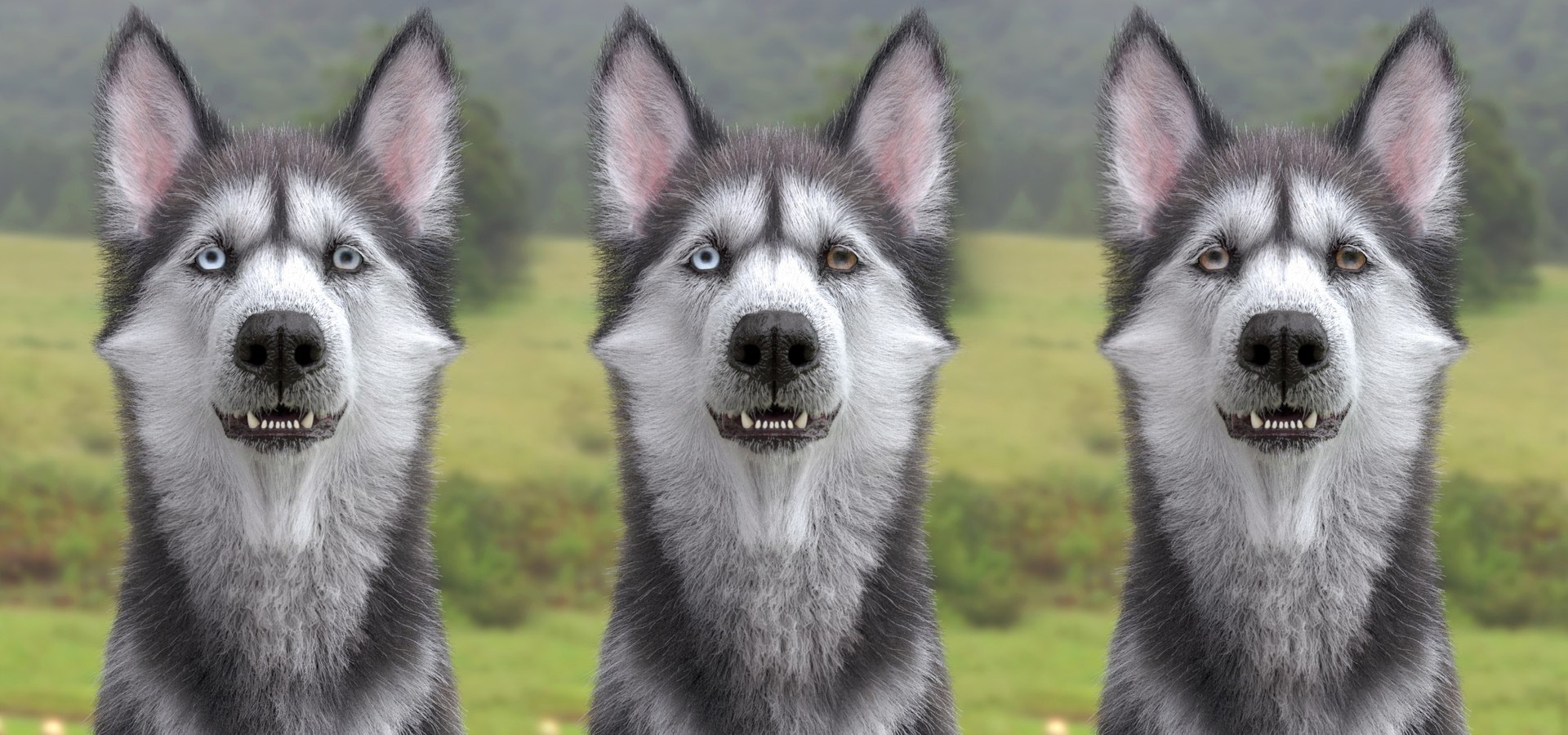 3D Husky Model - TurboSquid 2312119