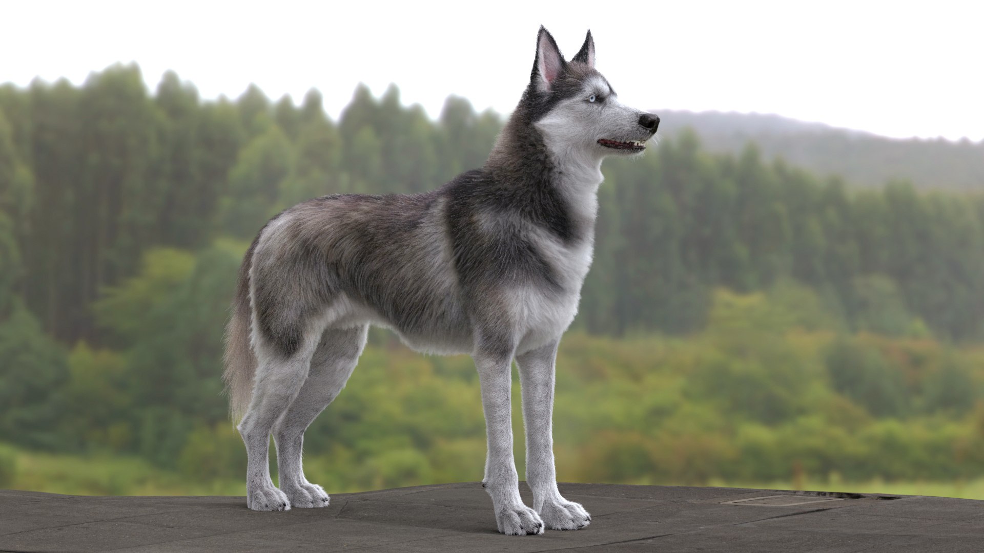 3D Husky Model - TurboSquid 2312119