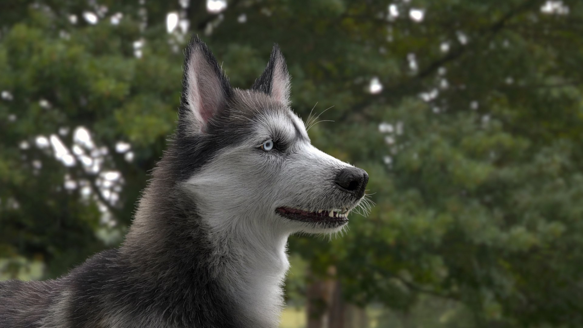 3D Husky Model - TurboSquid 2312119