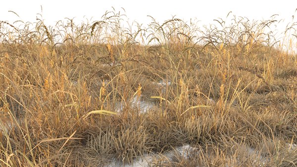3D Dry grass Autumn grass with snow - TurboSquid 2024408