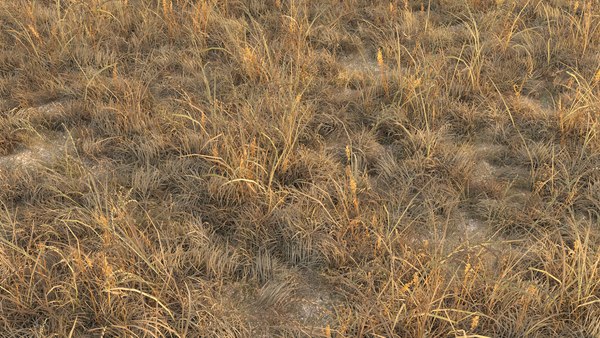3D Dry grass Autumn grass with snow - TurboSquid 2024408