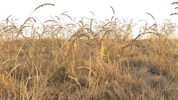 3D Dry grass Autumn grass with snow - TurboSquid 2024408