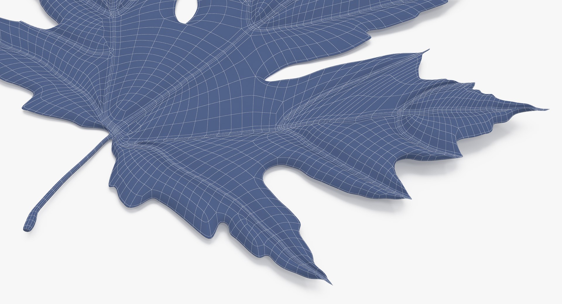 Red Maple Leaf 3d Max