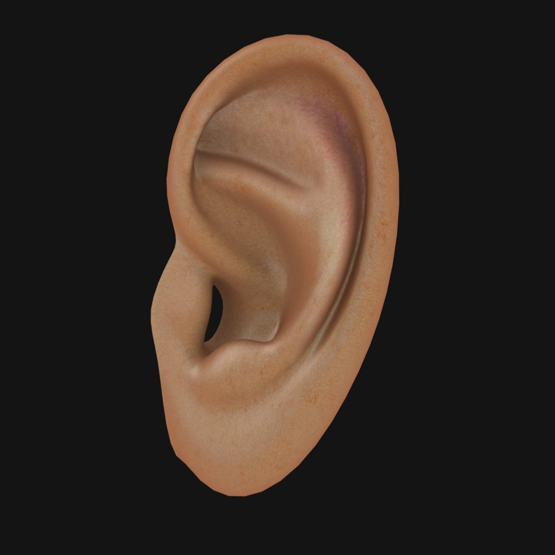 max realistic human ear