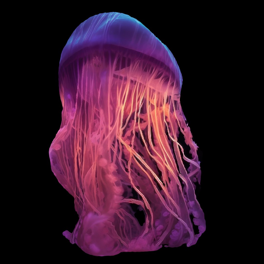 Jellyfish Pack 4 3D Model - TurboSquid 2165339