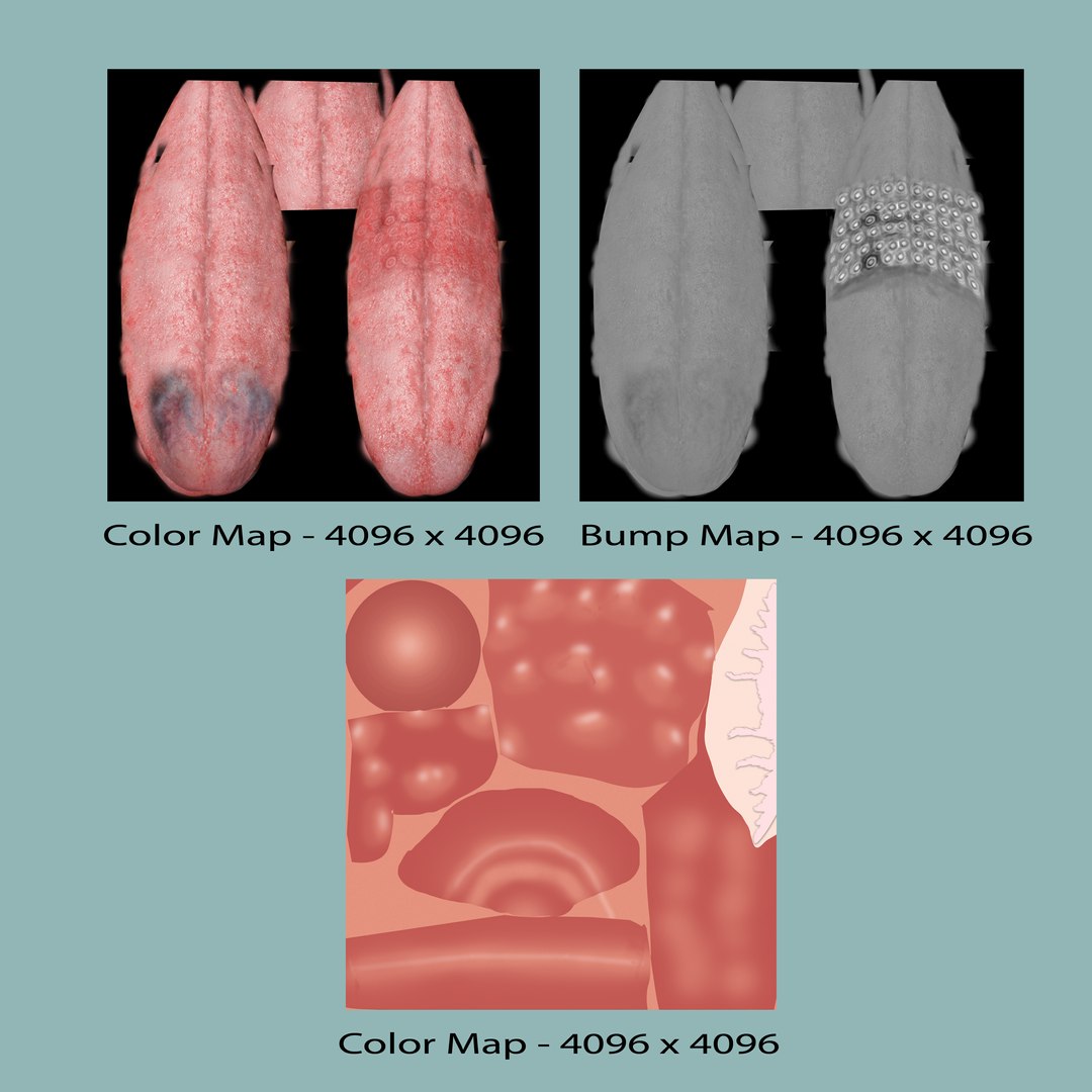 tongue receptor 3d model