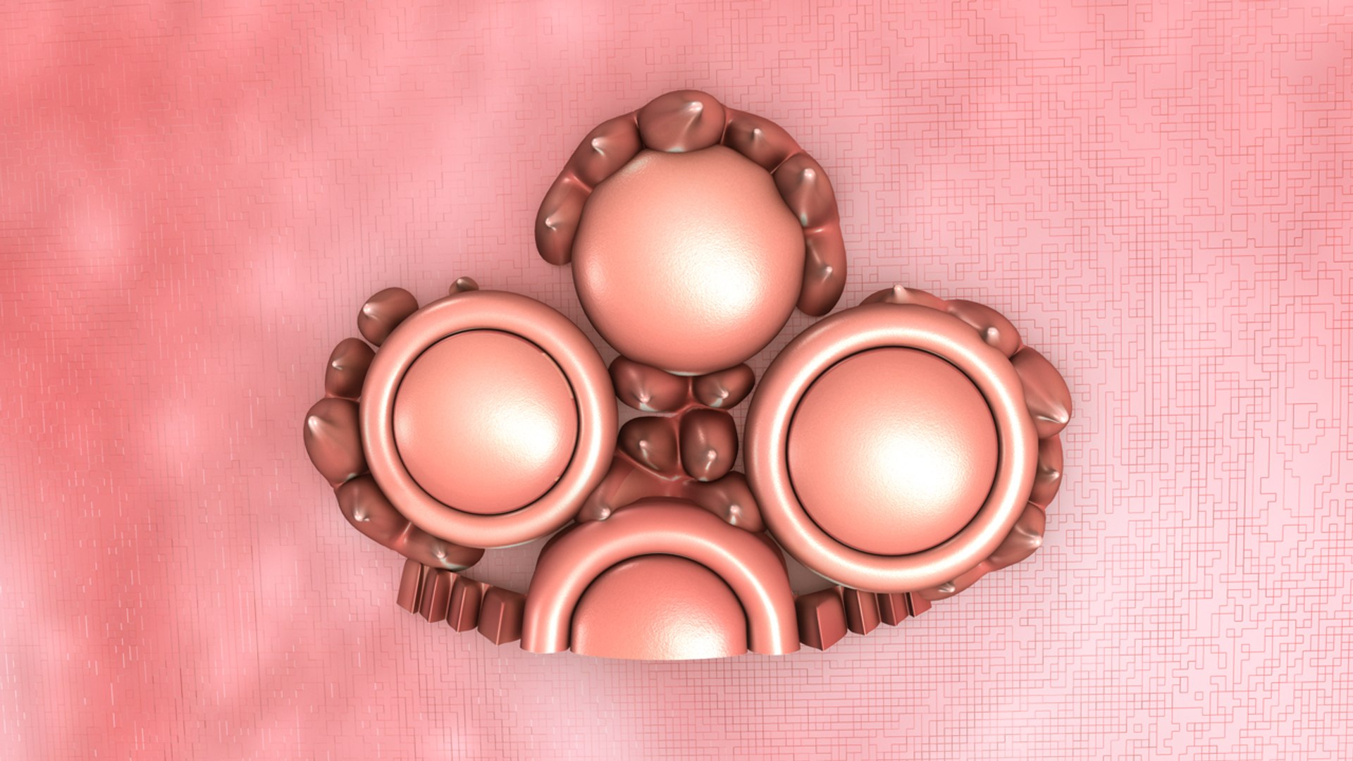 tongue receptor 3d model