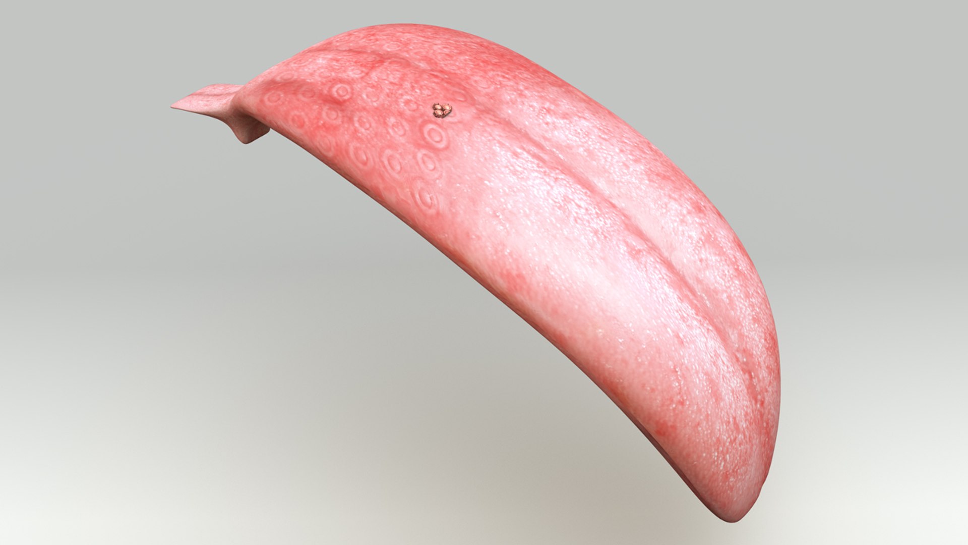 tongue receptor 3d model