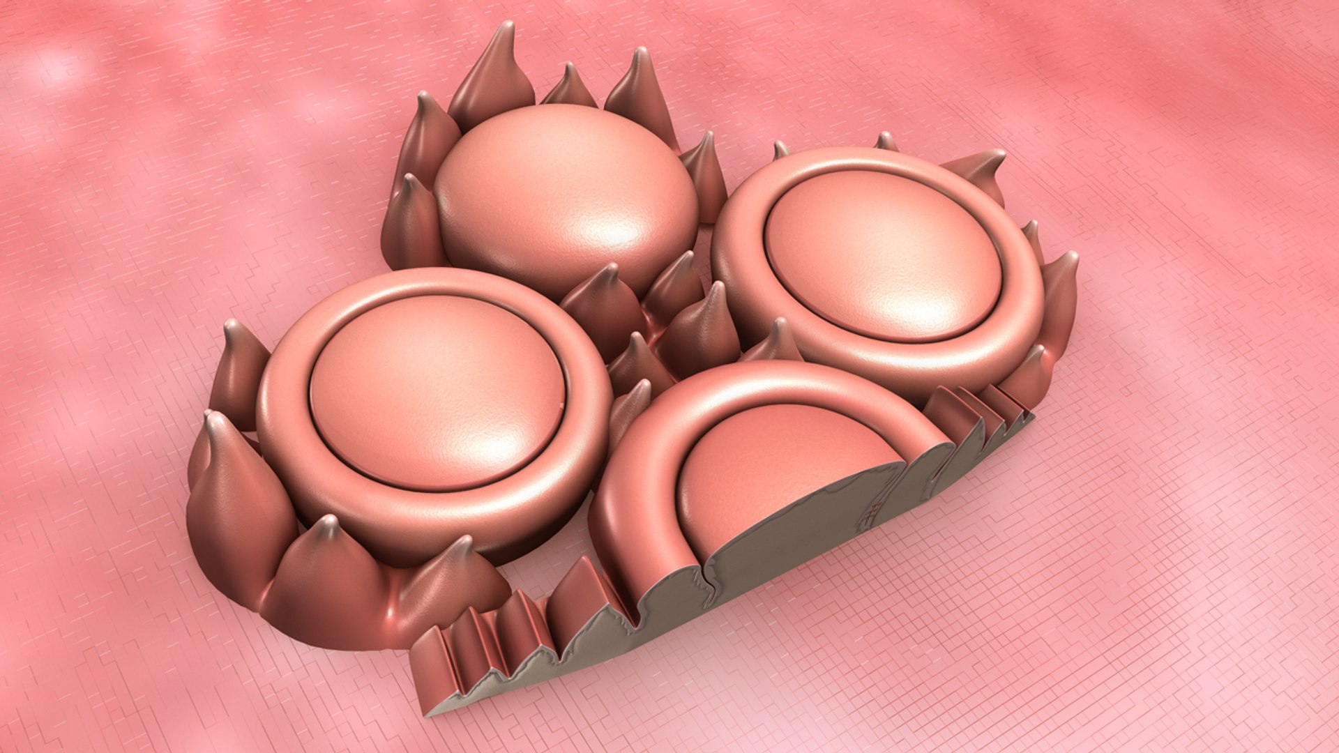 tongue receptor 3d model