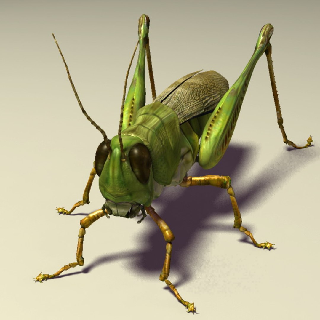 3d Grasshopper Grass