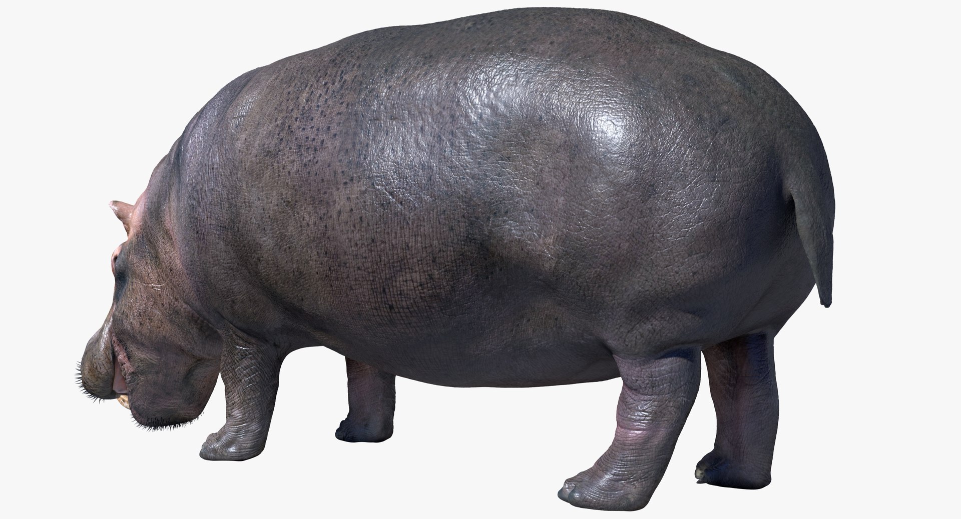 3d Hippopotamus Rigged Model