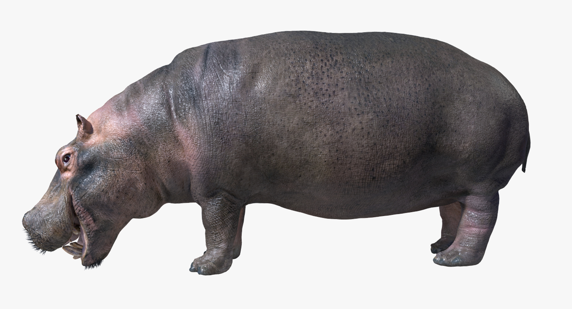 3d Hippopotamus Rigged Model