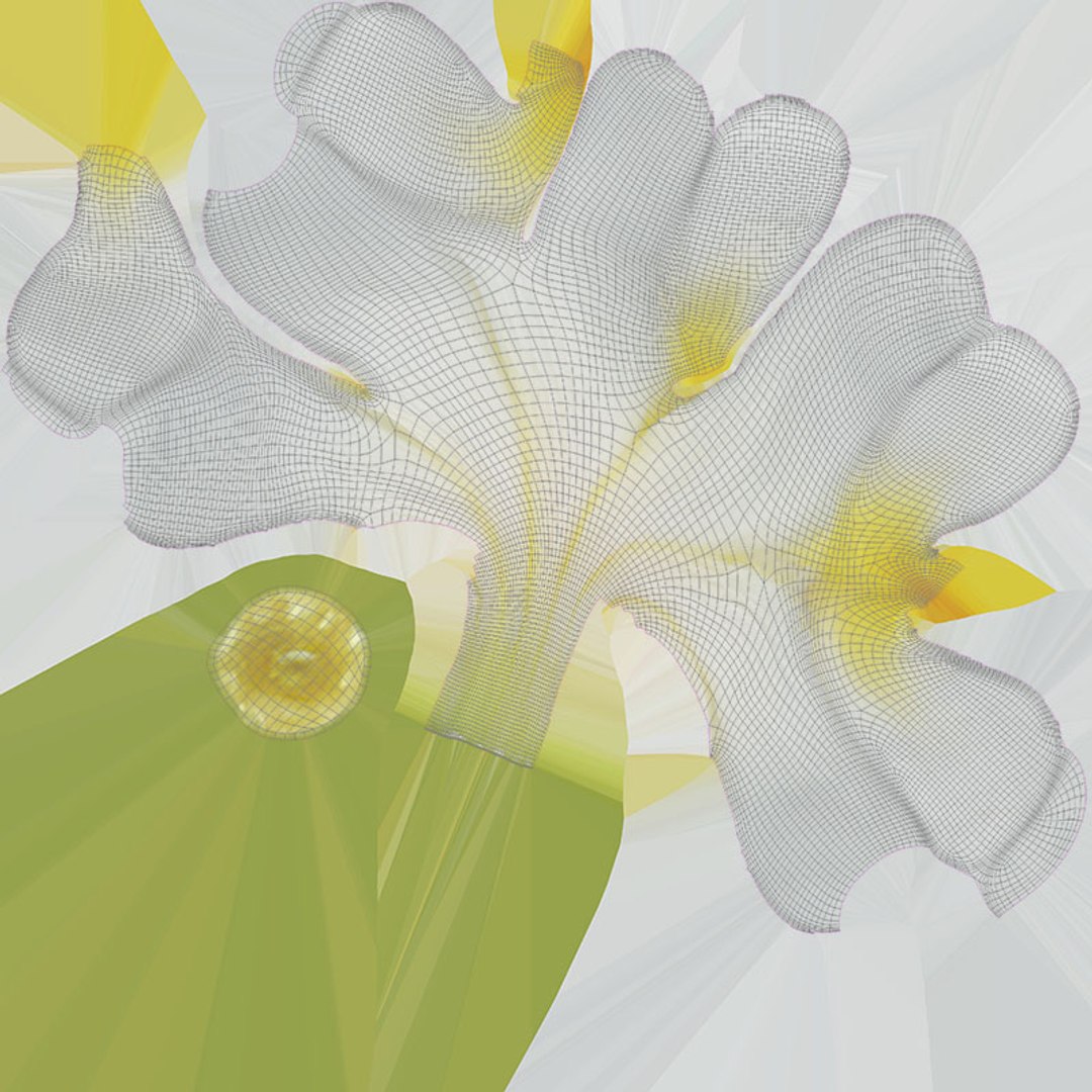 Plumeria Alba Flower 3D Model - TurboSquid 2384263