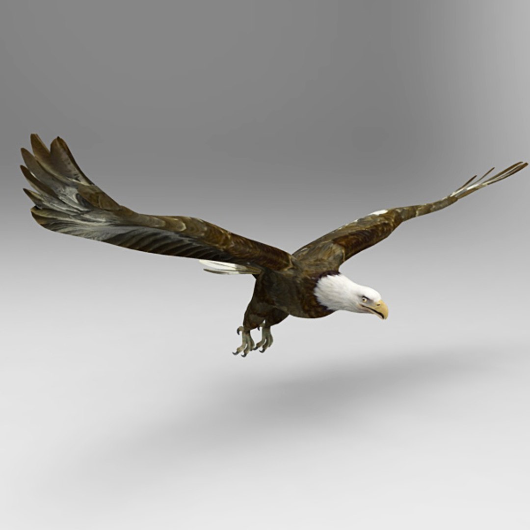 Eagle Bird 3d Model