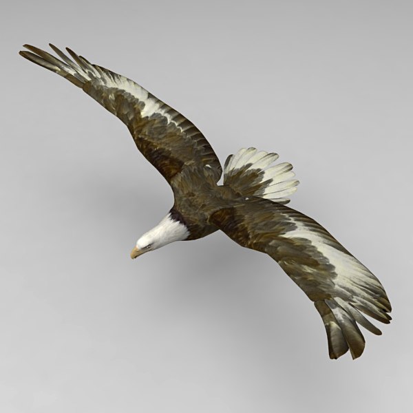eagle bird 3d model