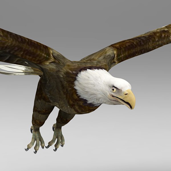 eagle bird 3d model
