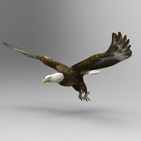 eagle bird 3d model