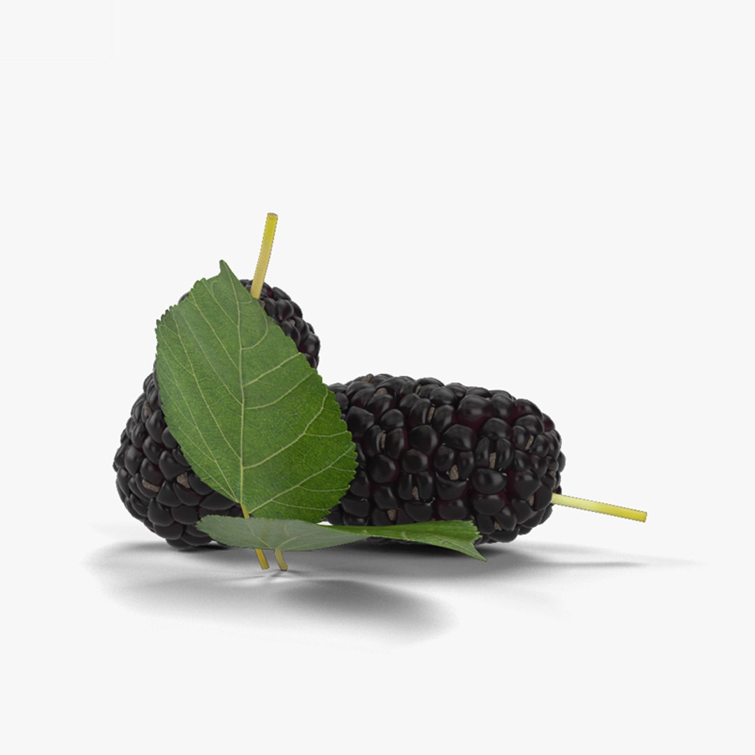 Mulberry berry model - TurboSquid 1695408