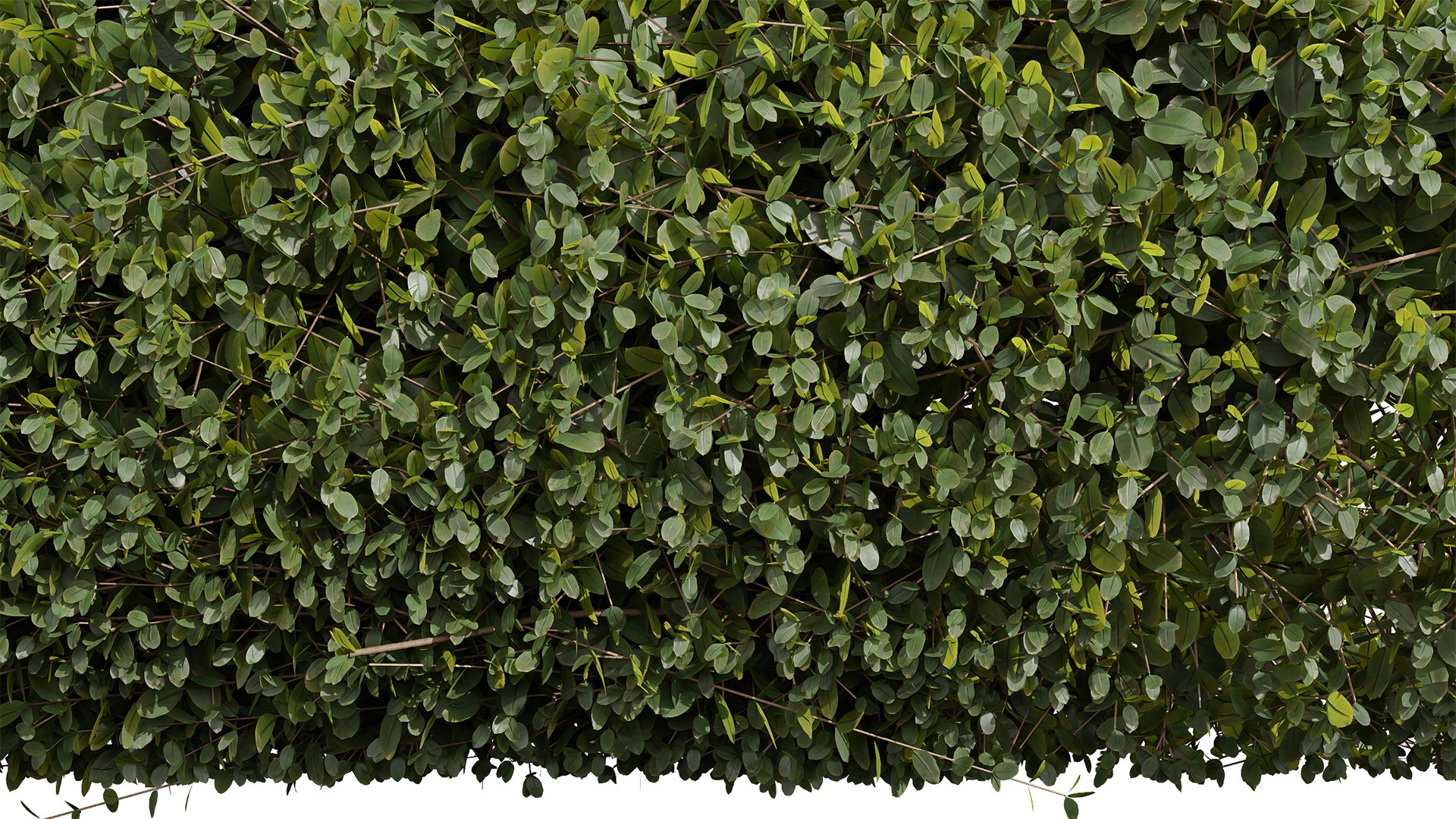 3D Model New Plant Ficus Concinna Bonsai Pruned07 - TurboSquid 2204249