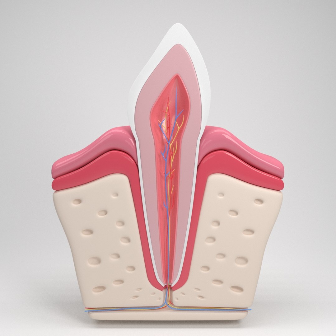Tooth Anatomy 3D - TurboSquid 1536936