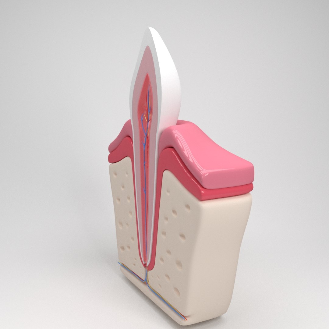 Tooth Anatomy 3D - TurboSquid 1536936