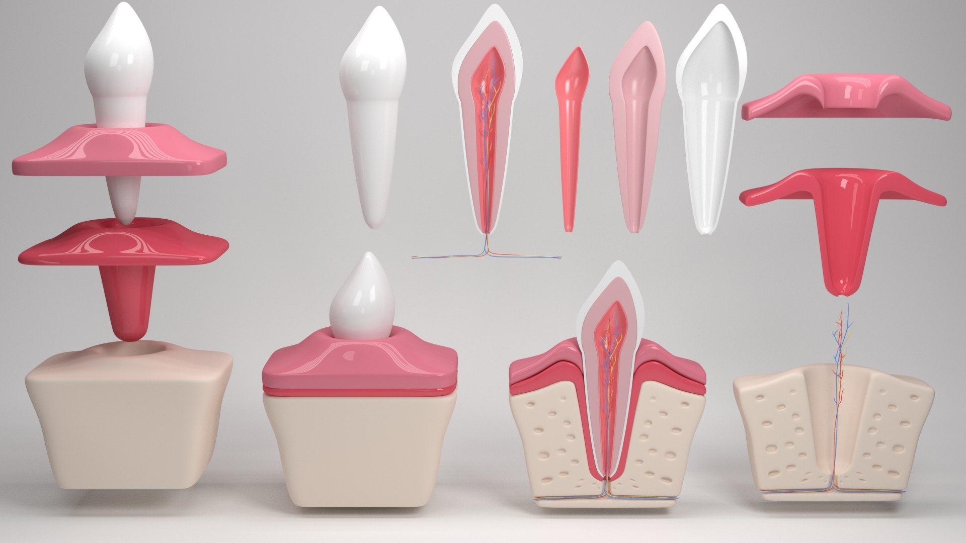 Tooth Anatomy 3D - TurboSquid 1536936