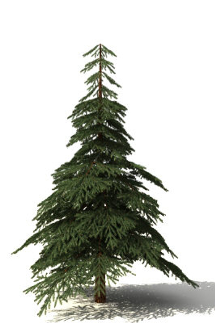 free fir tree 3d model