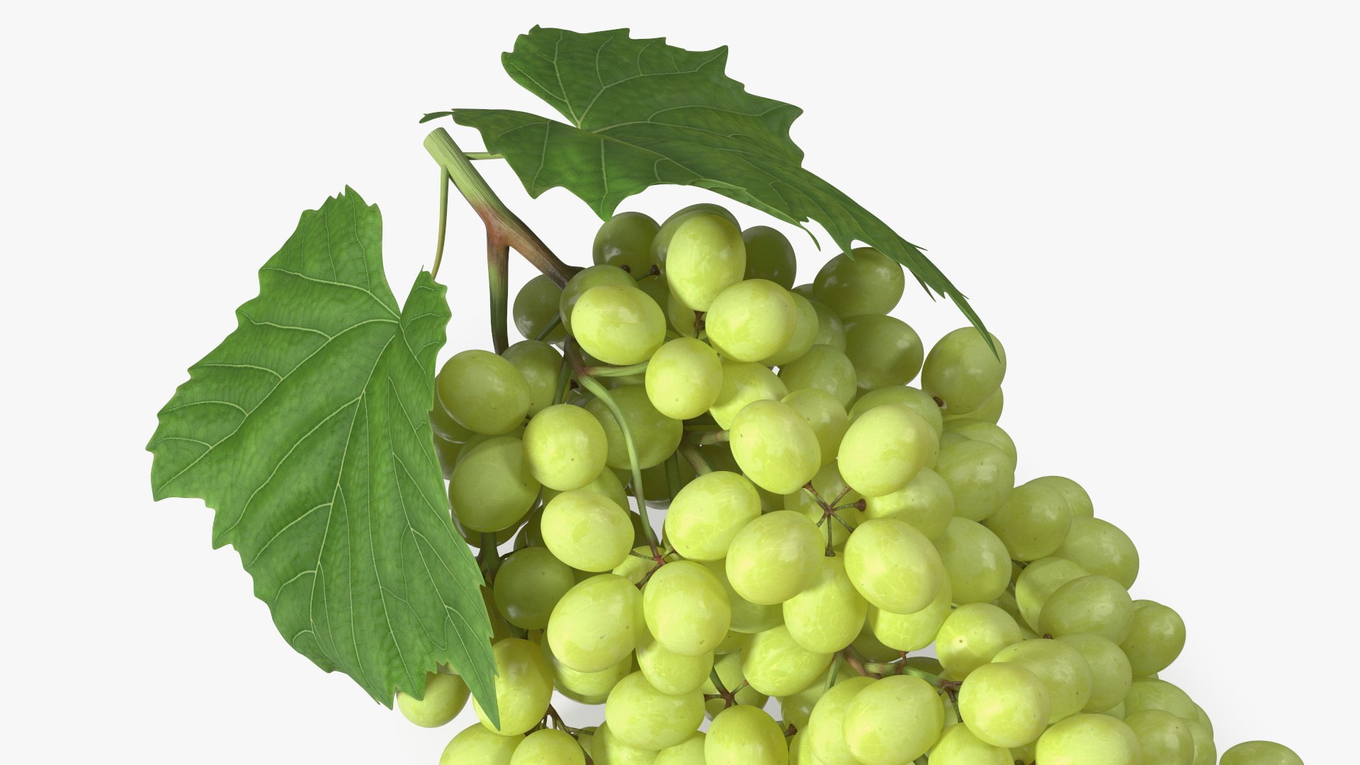 Sultana Green Grape Cluster Lying 3D model - TurboSquid 2178944